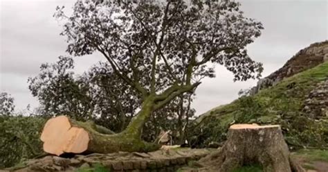 Do You Need Permission To Cut Down A Sycamore Tree At Tarah Gordon Blog
