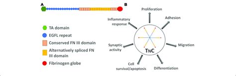 The Structure Of Human Tenascin C And Its Involvement In Different