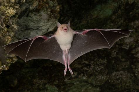 U Of T Researcher Discovers Critically Endangered Bats In Two New