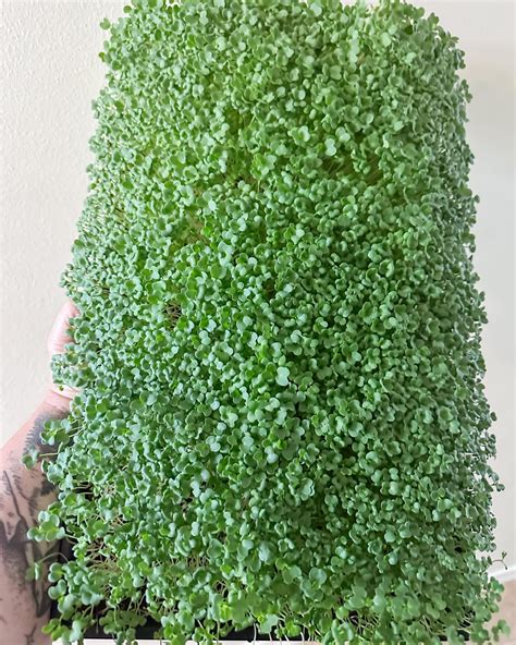 Tiny Stem Microgreens