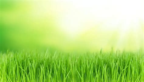 绿色青草png图片素材下载图片编号9414926 Png素材网