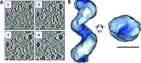 Cryo Et Derived Model Of A Bunv Rnp A Reconstructed Tilt Series