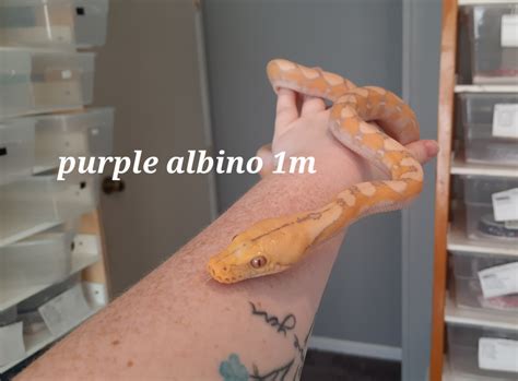 Purple Albino Reticulated Python By Eggtoothreptiles Morphmarket