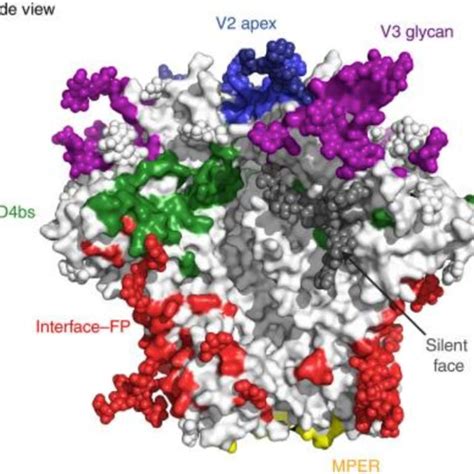 bnab epitopes on hiv‐1 env trimer cd4bs cd4‐binding site fp fusion
