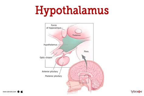 Anatomy Of Hypothalamus Antomy Of Thalamus And Hypothalamus Ppt