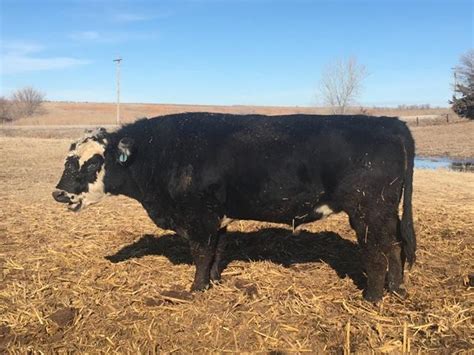 3 Yr Old Bull Nex Tech Classifieds