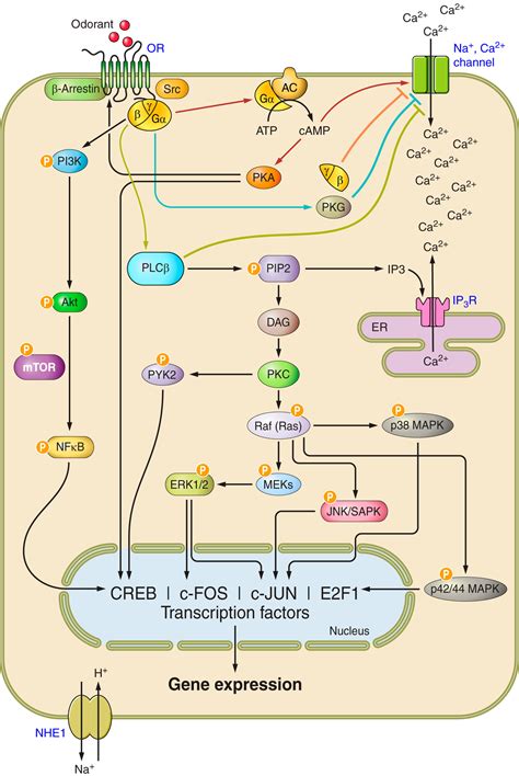 Definition Of Signal Path At William Howerton Blog