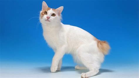 ジャパニーズボブテイルはどんな性格の猫？特徴・寿命・値段は？ 猫 図鑑 キュートな猫 ジャパニーズボブテイル