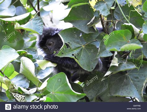 A Silvery Lutung Trachypithecus Cristatus Monkey Also Known As Silvery Langur Or Silvered