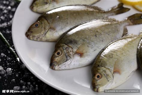 泥猛鱼特写摄影图 传统美食 餐饮美食 摄影图库 昵图网