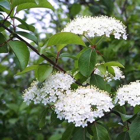 Maple Leaf Viburnum Shrub Berry