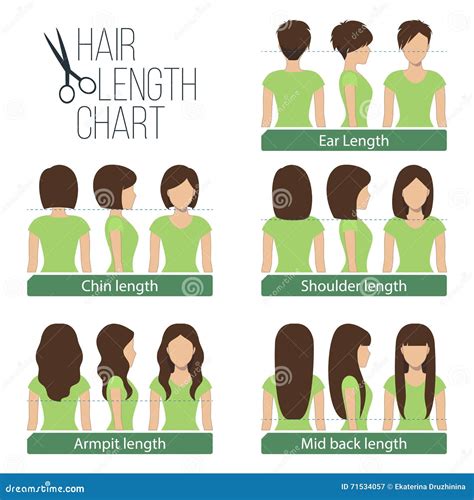 Hair Length Chart Stock Vector Illustration Of Hairstyle 71534057