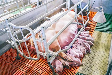 What Are Farrowing Crates And Are They Ethical Or Not