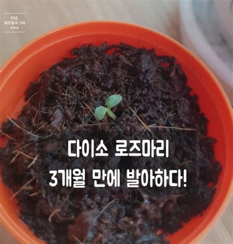 다이소 로즈마리 화분 키우기 후기 6 로즈마리 3 개월 만에 발아하다 네이버 블로그