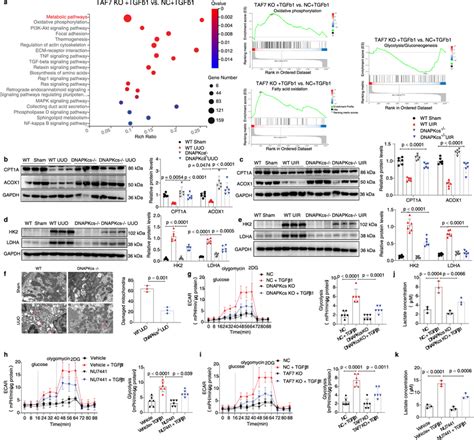 inhibition of dna pk or taf7 corrects metabolic reprogramming a rna seq