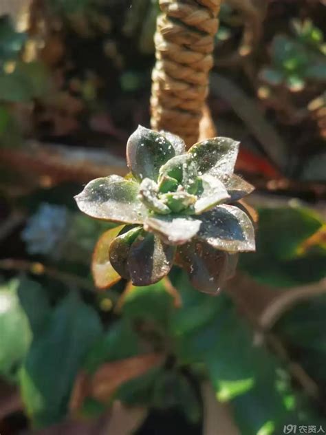 蚧壳虫虽小，但惹人烦恼，这些既安全又卫生的防治方法你知道吗？ 植保技术 191农资人 农技社区服务平台 触屏版