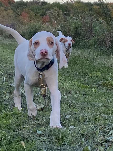 English Pointer Pups Exceptional Pedigree