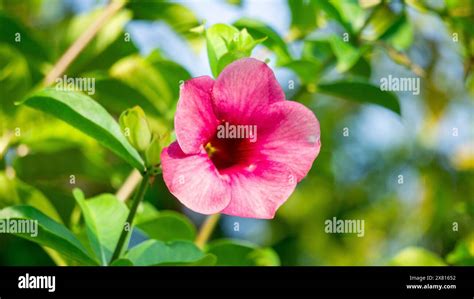 Allamanda Blanchetii Purple Allamanda Violet Allamanda Allamanda Violacea The Stem Fiber