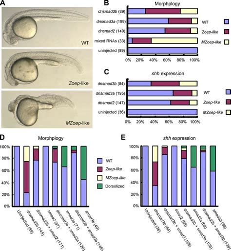 Overexpression Of Dominant Negative Smad23 Produces Phenotypes