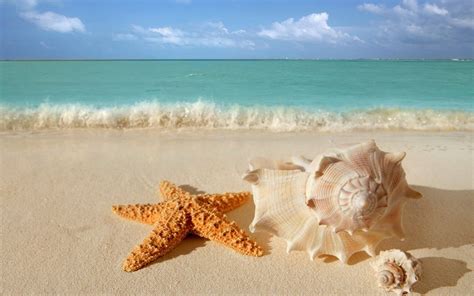100 Starfish Wallpapers