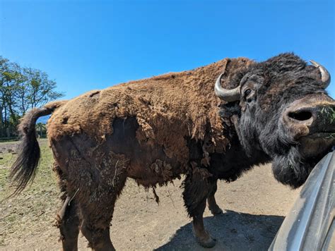Slimed Kissed Slobbered And Boogered At Olympic Game Farm In Sequim