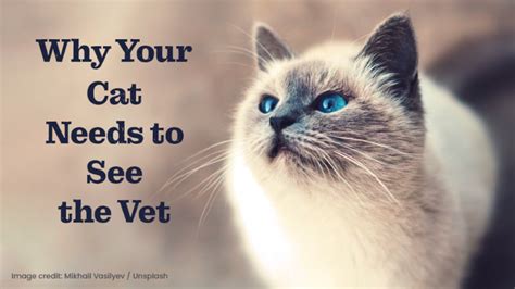 Why Your Cat Needs To See The Vet