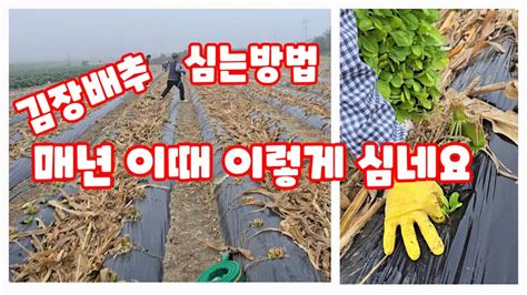 배추심기 옥수수후작 괴산절임배추 심는방법 배추재배방법 Youtube