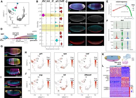 Single Cell Transcriptomics Illuminates Regulatory Steps Driving