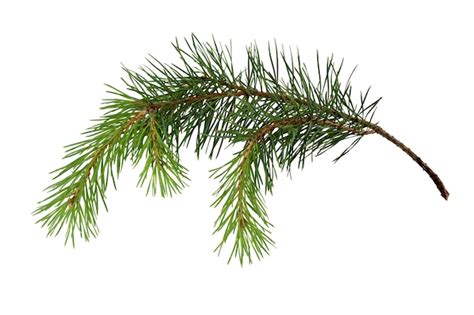 Premium Photo Pine Branch Isolated On White