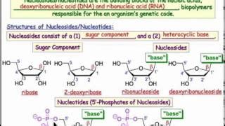 Nucleoside Vs Nucleotide Difference And Comparison Diffen Review Of