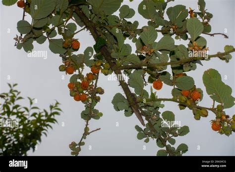 Rubus Ellipticus Plant