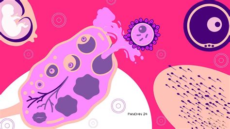 Ovogénesis La Maravillosa Historia De Tus óvulos Y La Ovulación