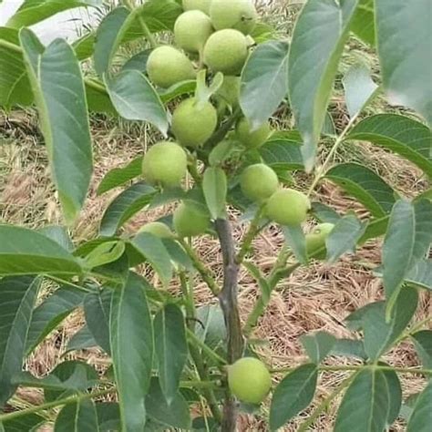 خرید و قیمت نهال گردو چندلر کاغذی پس کرایه از غرفه نهالستان کایزن 🌱