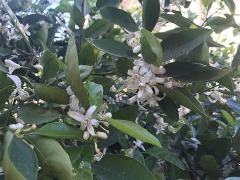 Entire Citrus Tree Is Covered In Blossoms Like These Whole Yard Smells Like Perfume R
