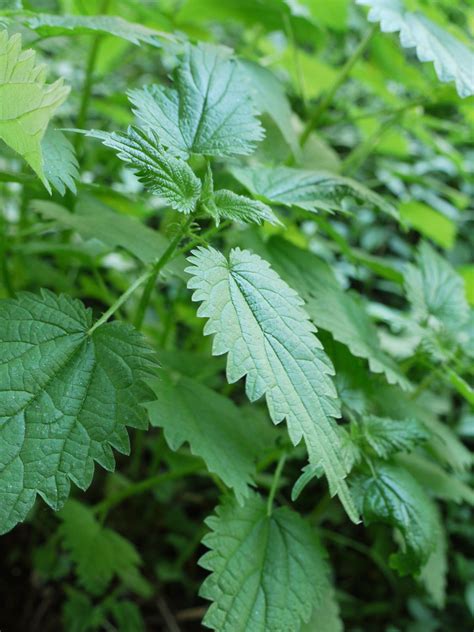 Stinging Nettle Identify That Plant
