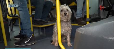 Cachorro Tenta Seguir Dono Se Perde E Anda 10 Km Para Reencontrar
