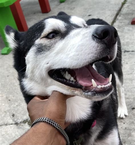 Lost My Husky Westbank Rneworleans