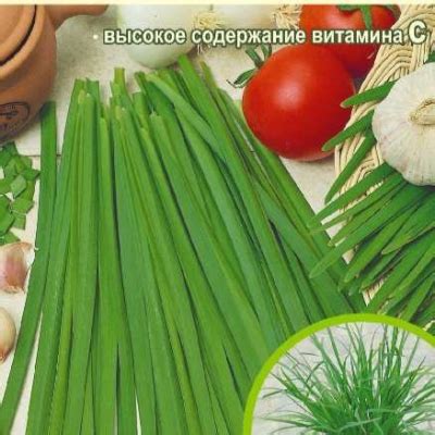 Лук Чесночный аромат: описание и характеристики сорта, агротехника ...