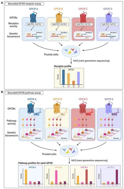 Exploiting Cell Based Assays To Accelerate Drug Development For G