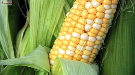 How To Grow Sweet Corn By Duncan Cocking
