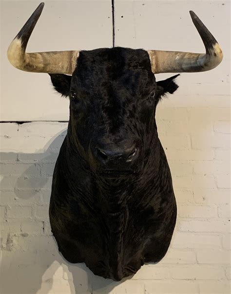 Exclusive Piece Of Taxidermy Spanish Bulls Head At 1stdibs
