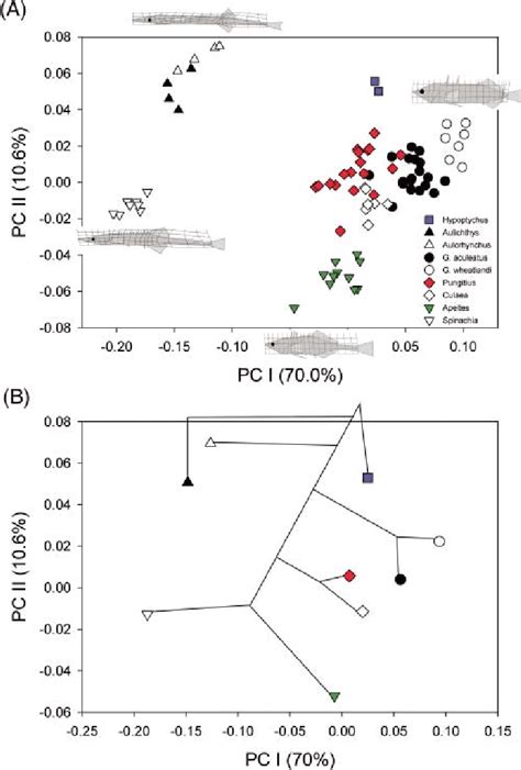 Principal Component Analysis Pca Of Body Shape Variation Numbers In