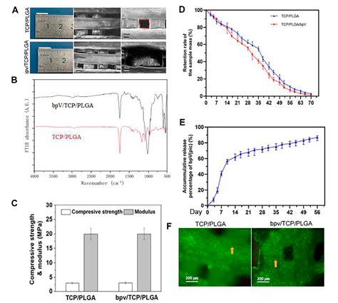 Figure 1 From Cryogenic 3d Printing Of ß Tcp Plga Composite Scaffolds Incorporated With Bpv Pic
