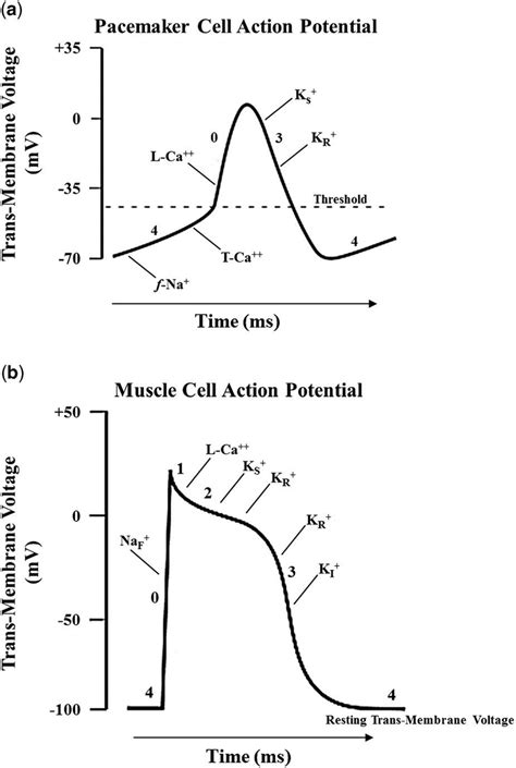 Cardiac Cell Action Potential The Different Phases Of Action Potential
