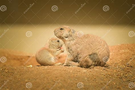 A Gopher Eating Fruit In Its Habitat Stock Image Image Of Mammal