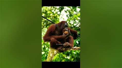 Hewan Downsindrom Youtube