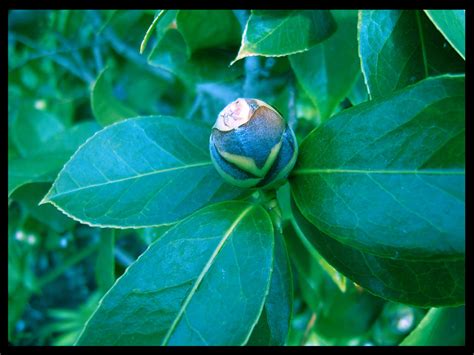 Budding By C Pt On Deviantart