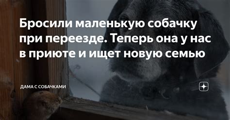 Бросили маленькую собачку при переезде Теперь она у нас в приюте и ищет новую семью Записки