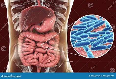 Bacteria Lactobacillus Normal Flora Of Small Intestine Royalty Free Illustration