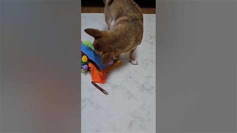 아이쿠~ 잘한다~ 우리 강아지~ Youtube